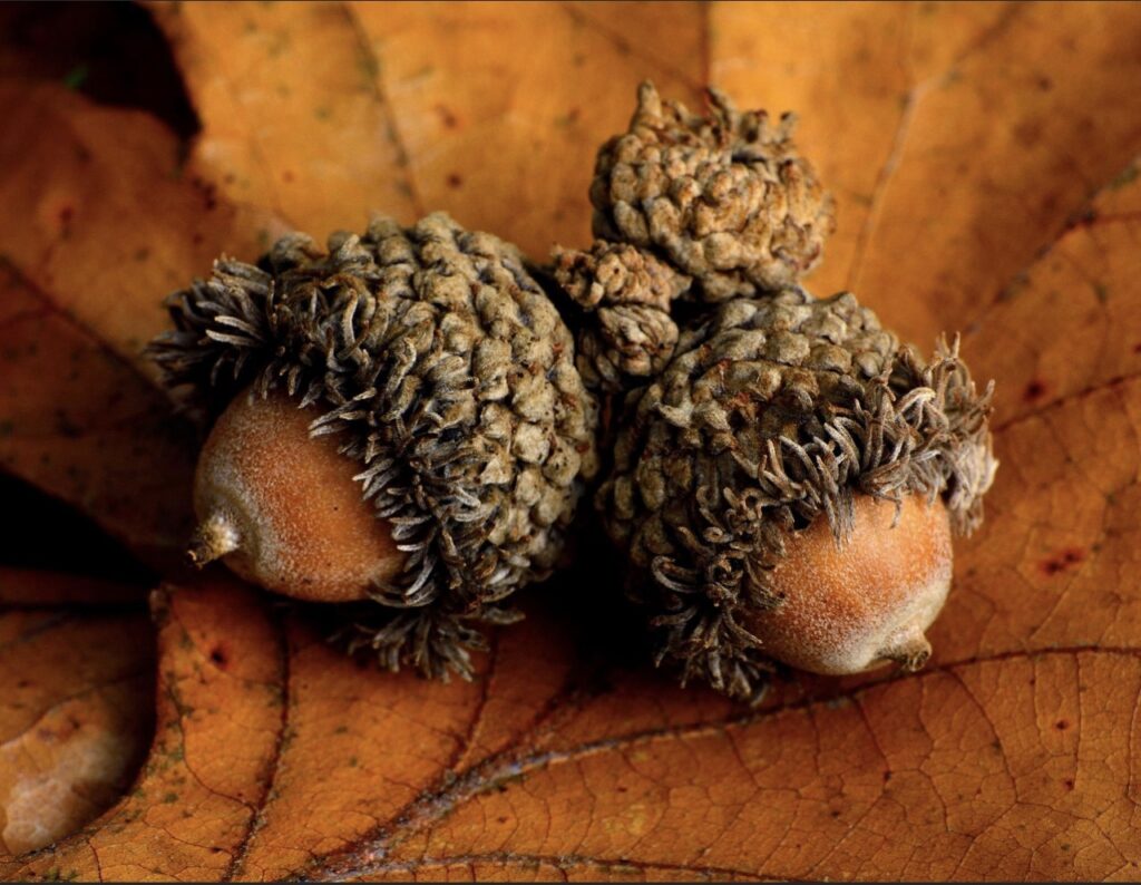 Bur Oak (Quercus macrocarpa) - Wildlife Nurseries & Seed